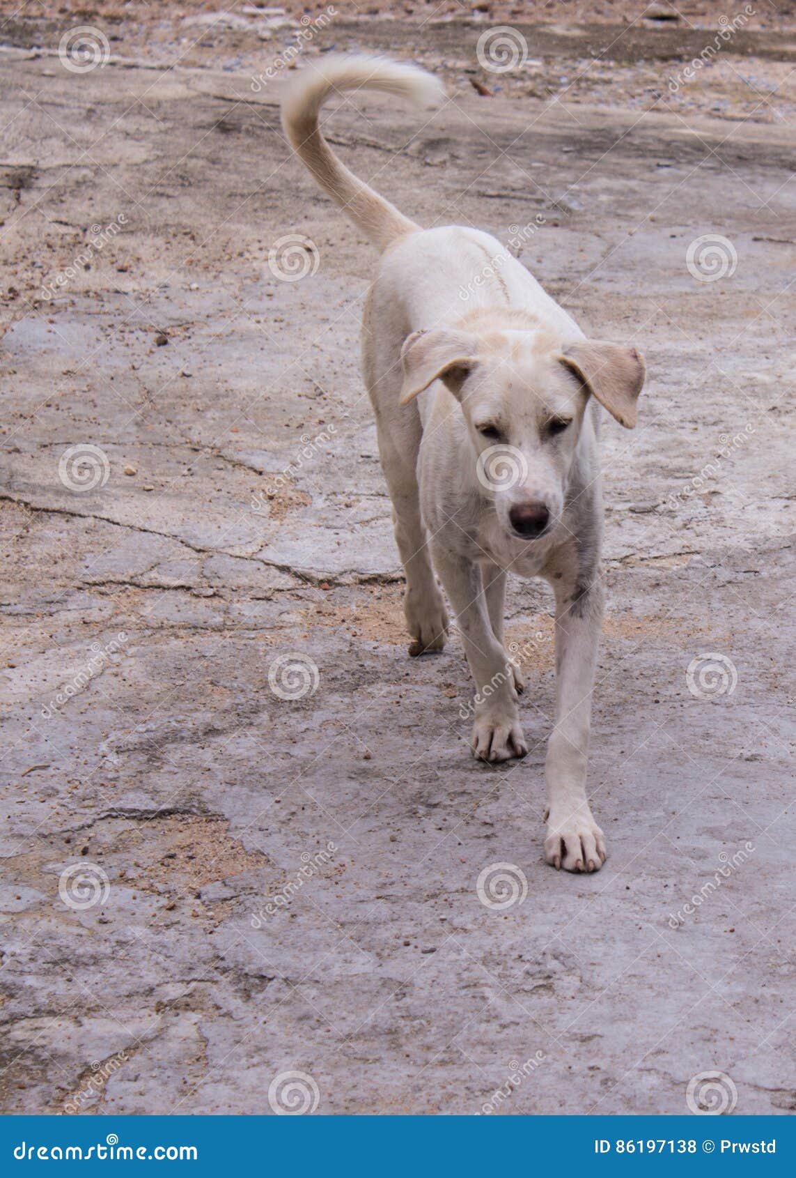 Thai white stray dog stock photo. Image of hungry, rescue - 86197138