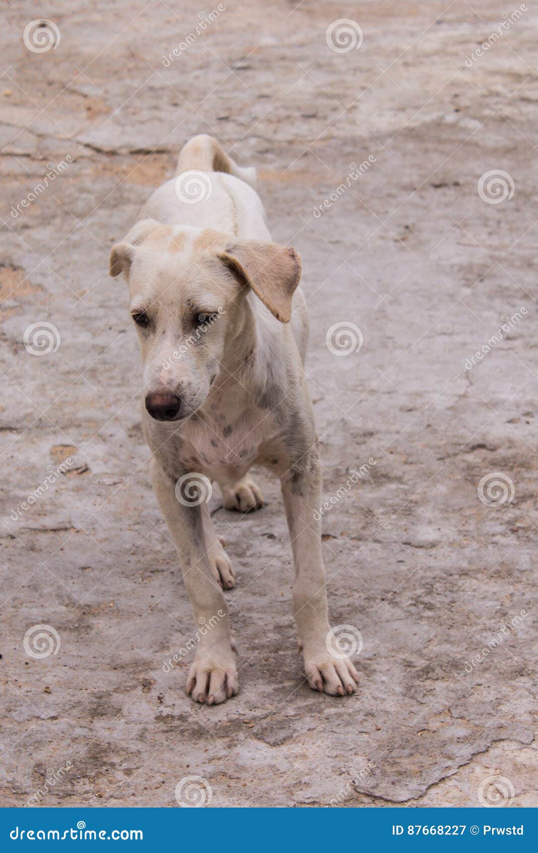 Thai white stray dog stock image. Image of pakistan, creature - 87668227