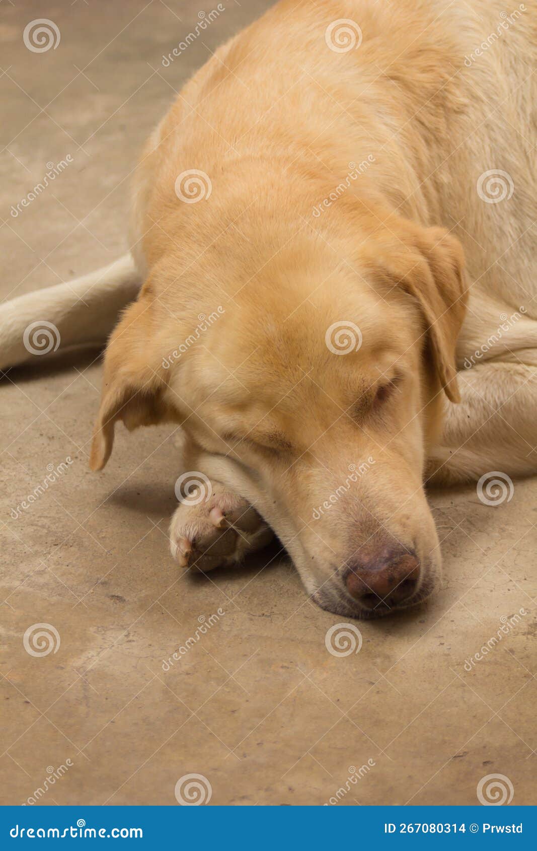 Thai white stray dog sleep stock photo. Image of puppy - 267080314