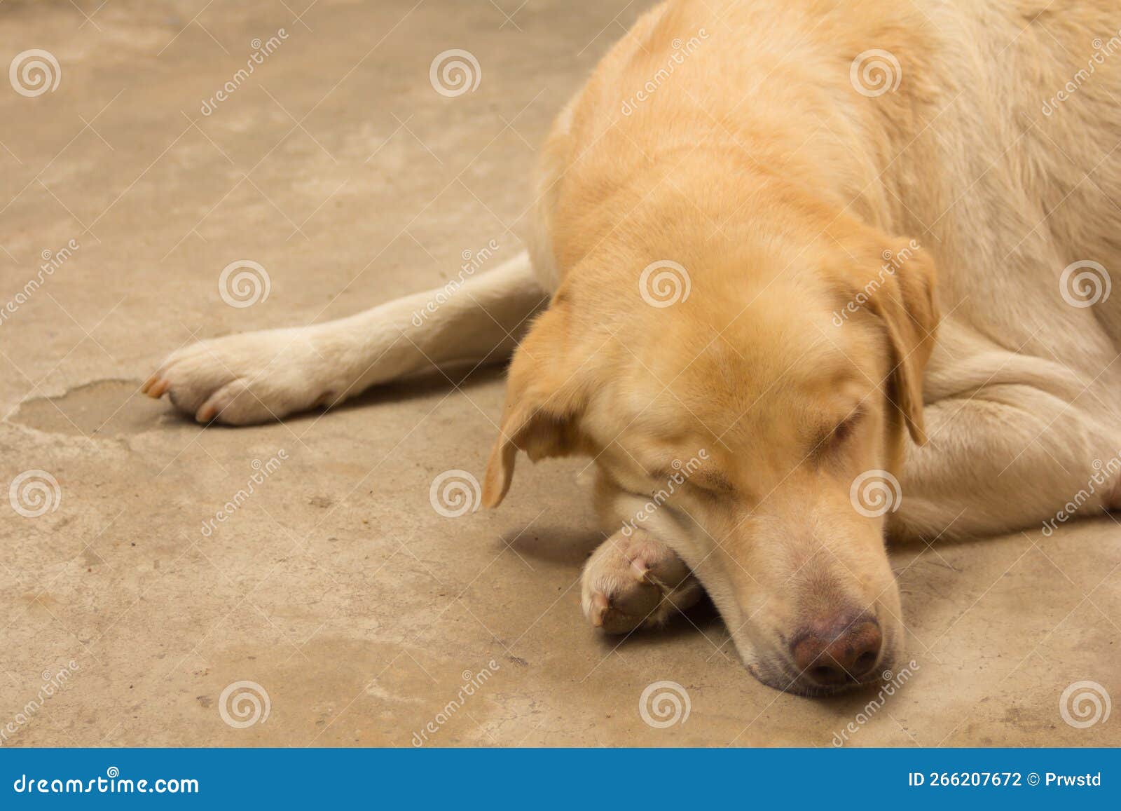 Thai white stray dog sleep stock photo. Image of mammal - 266207672