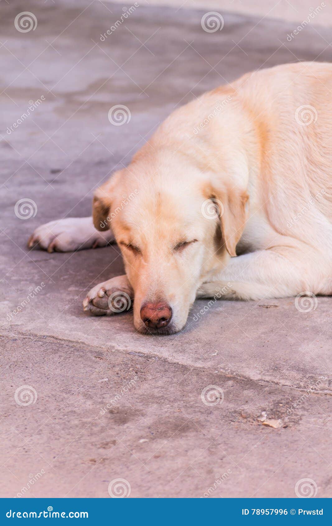 Thai White Stray Dog Sleeping Stock Photo - Image of friend, doggy ...