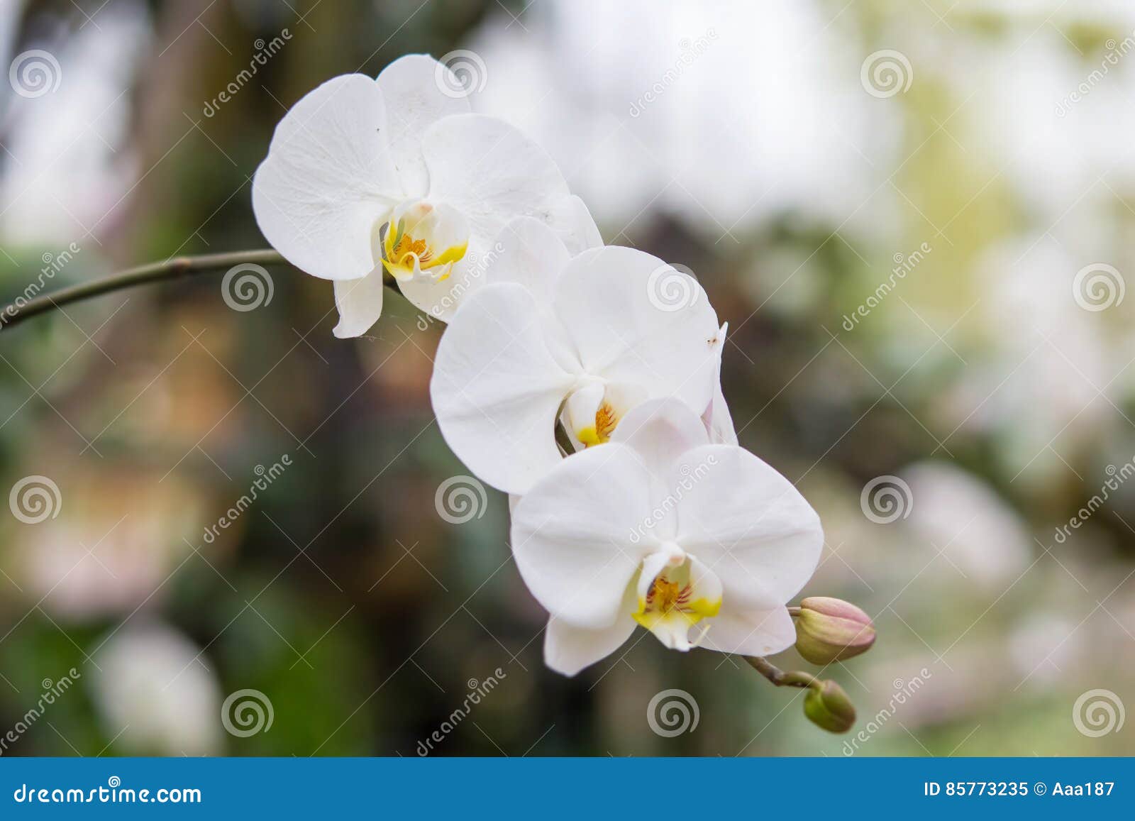 Thai white vanda orchid stock image. Image of botanical - 85773235