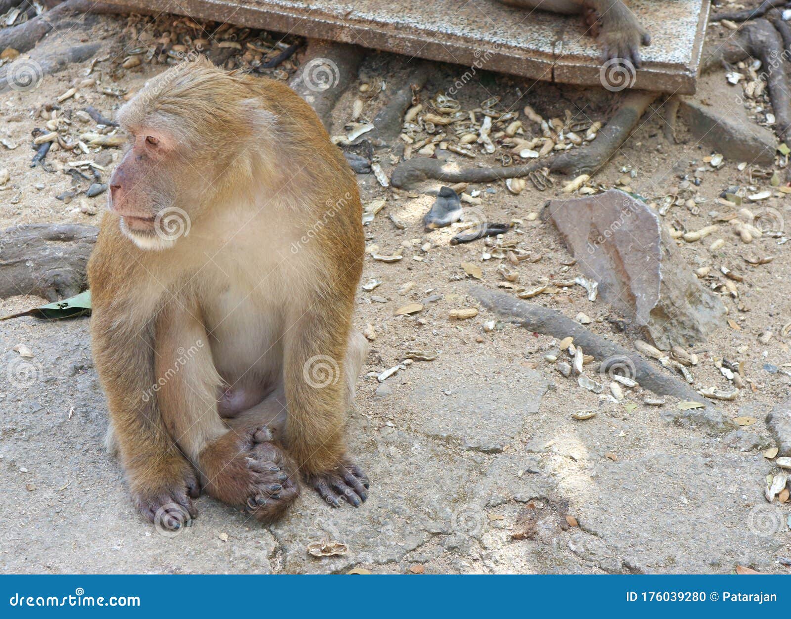 Thai Wild Brown Monkey Sitting on the Ground Stock Photo - Image of ...