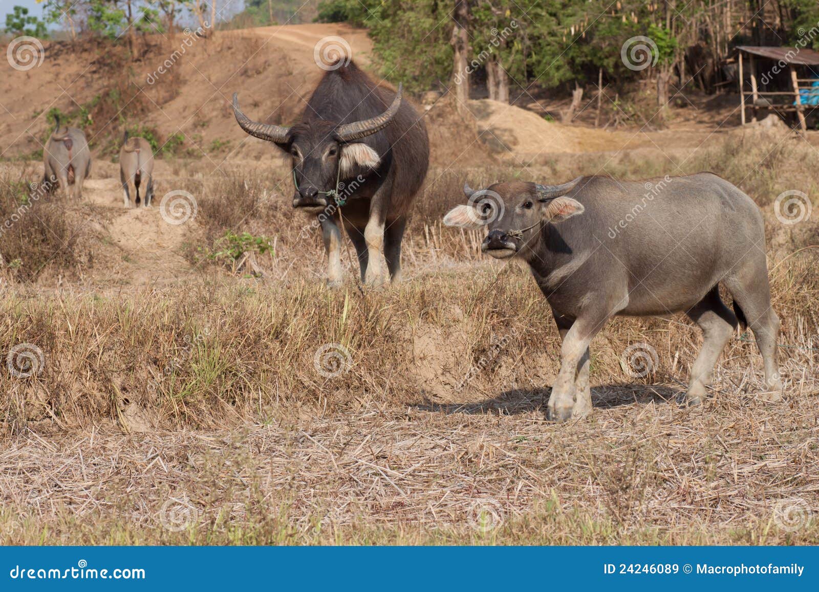 Thailand buffalo stock image. Image of male, herd, environment - 24246089
