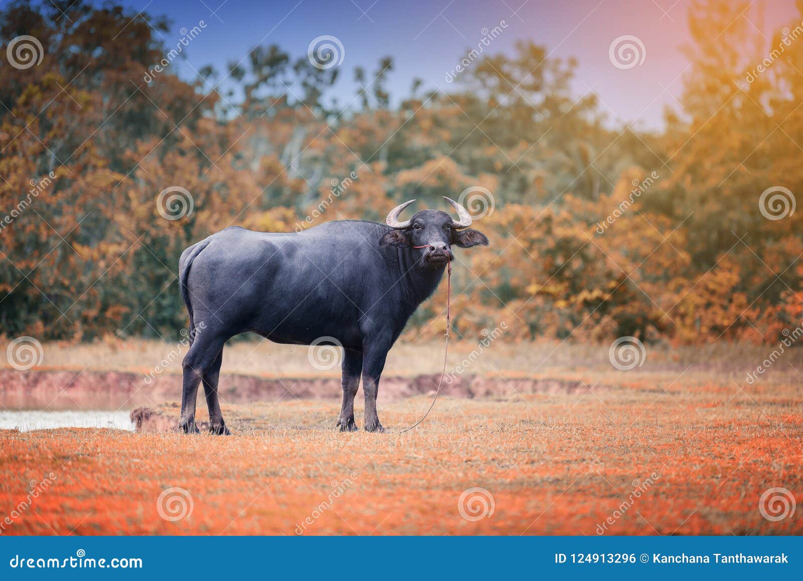 Thailand buffalo in Nature stock photo. Image of animal - 124913296