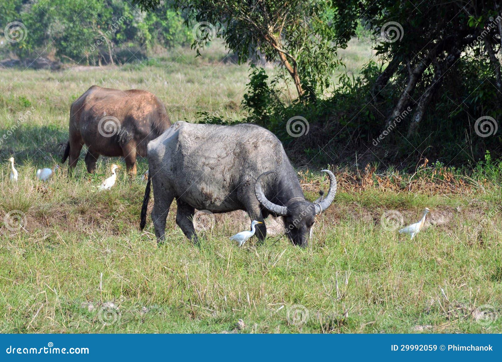 Thailand buffalo stock image. Image of muscle, horn, grass - 29992059