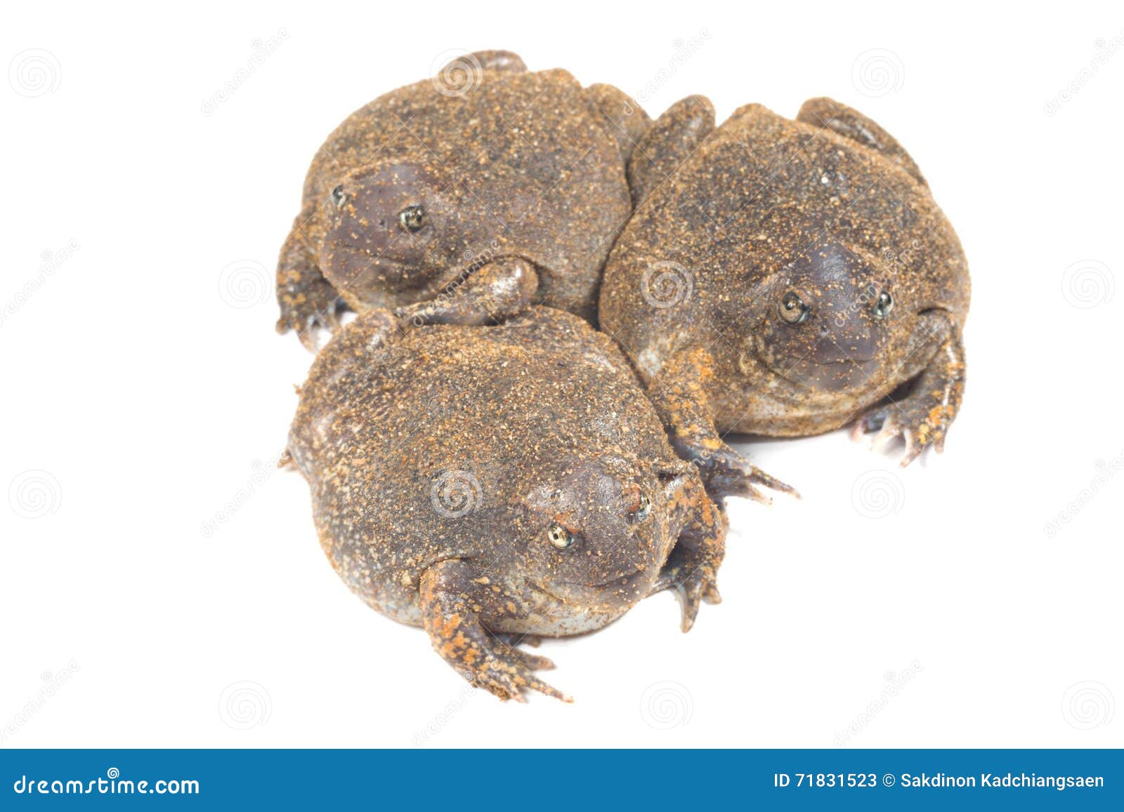 The thailand bullfrog stock image. Image of animal, pyxicephalus - 71831523