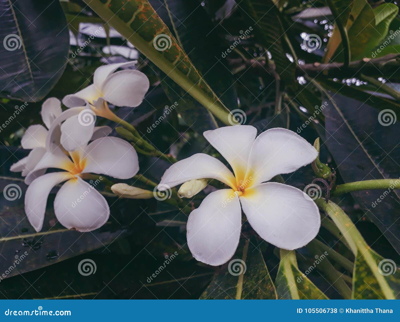 White frangipani stock photo. Image of chiang, thailand - 105506738