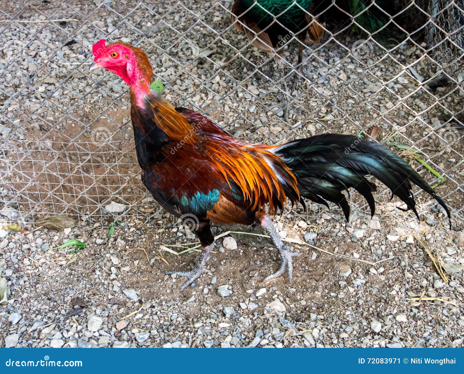 Thailand Chickens Were Fed at Temples Stock Image - Image of foul ...