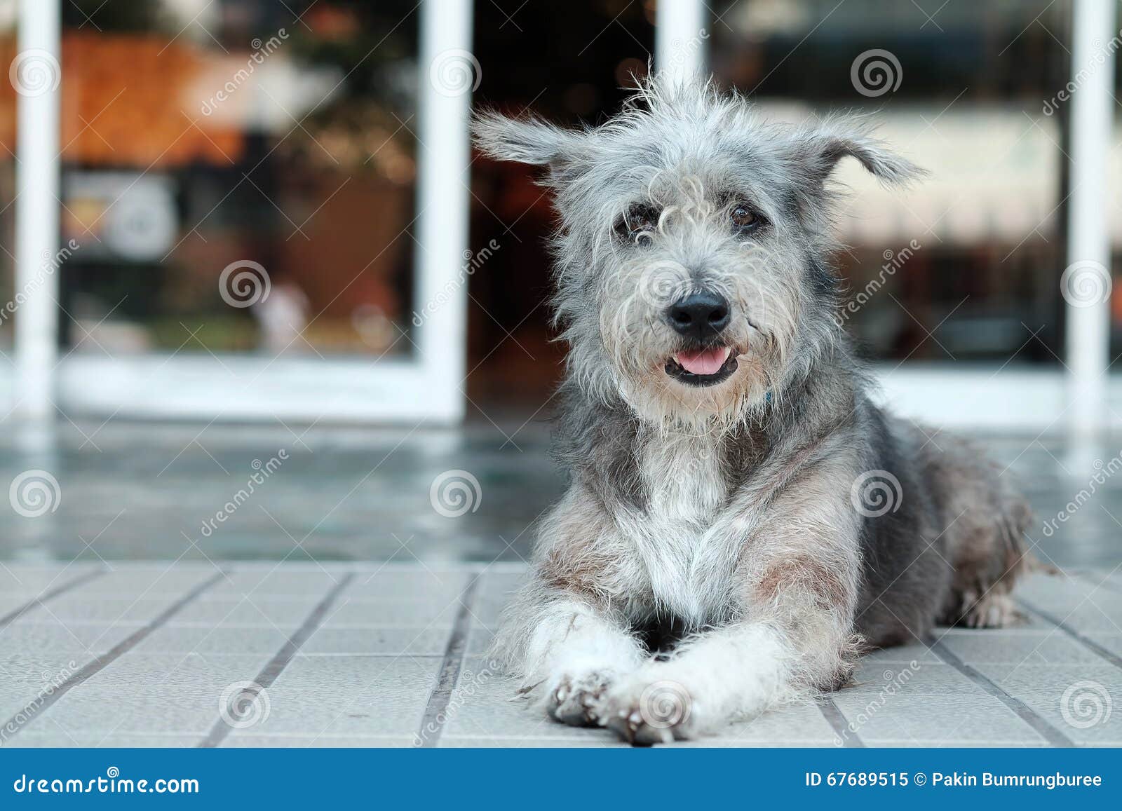 Help Wanted Dog Stock Photos - Free & Royalty-Free Stock Photos from ...