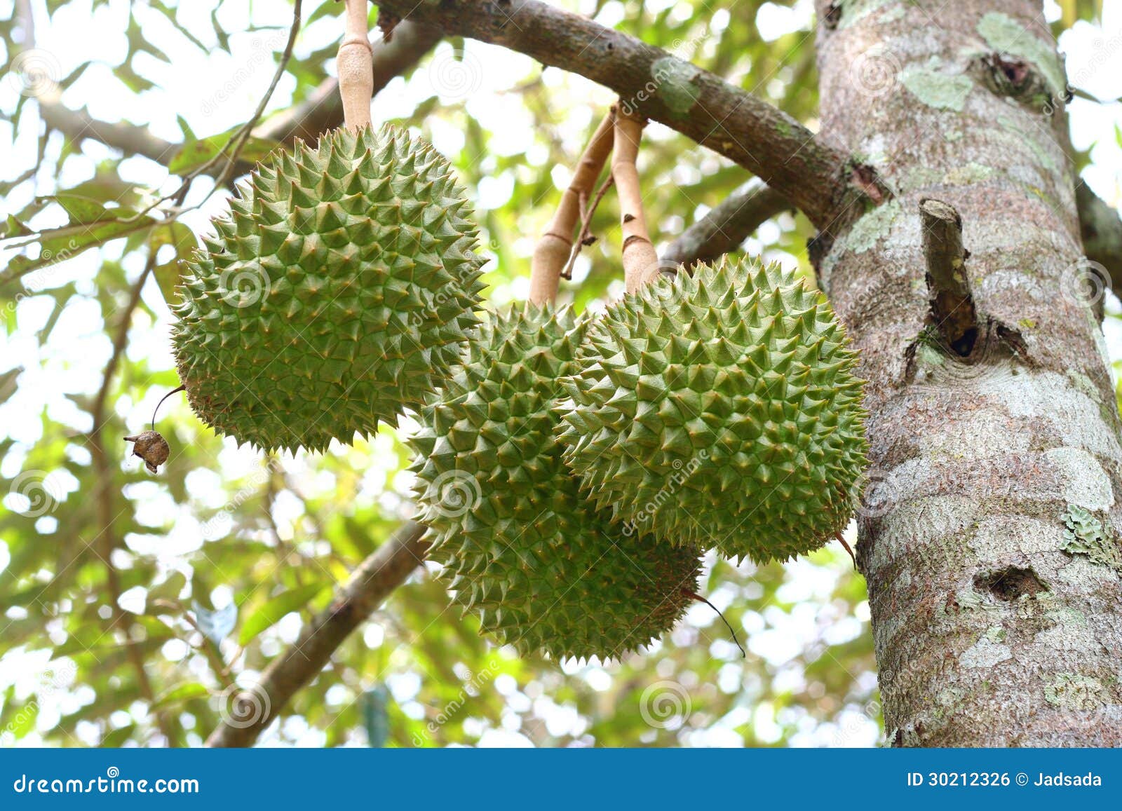 Thailand Durain stock photo. Image of harvest, thorn - 30212326