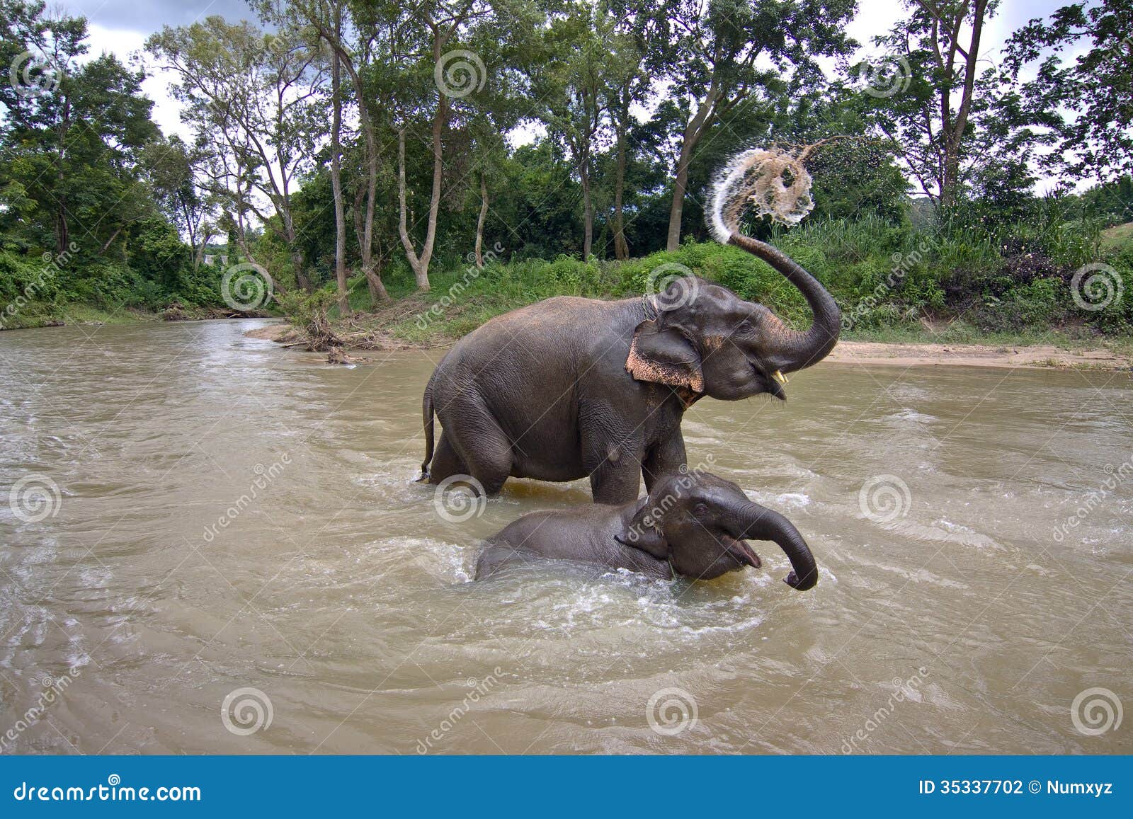Thailand elephants splash stock photo. Image of herd - 35337702