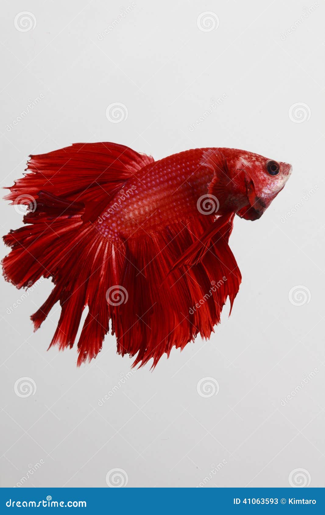 Thailand Fighting Fish Pure Red Long Tail Stock Image - Image of ...