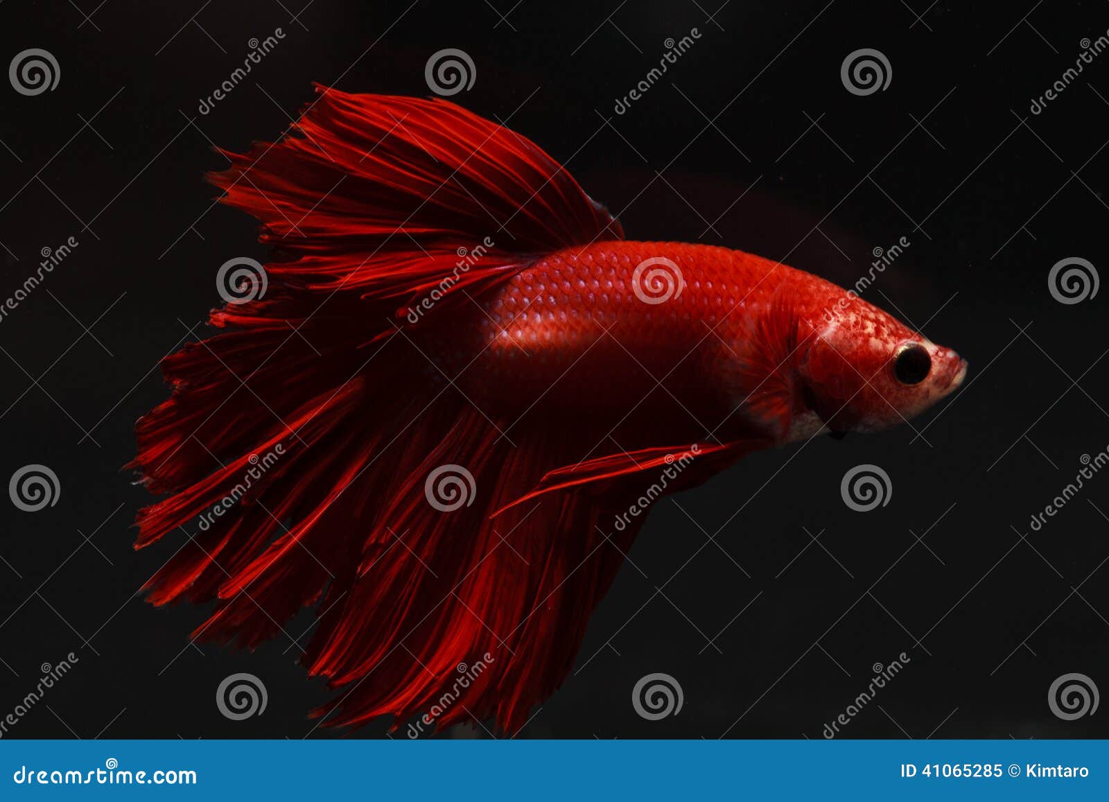 Thailand Fighting Fish Pure Red Long Tail Stock Image - Image of ...