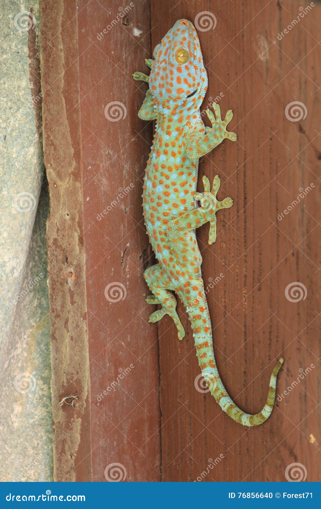Thailand gecko on wall stock photo. Image of male, color - 76856640