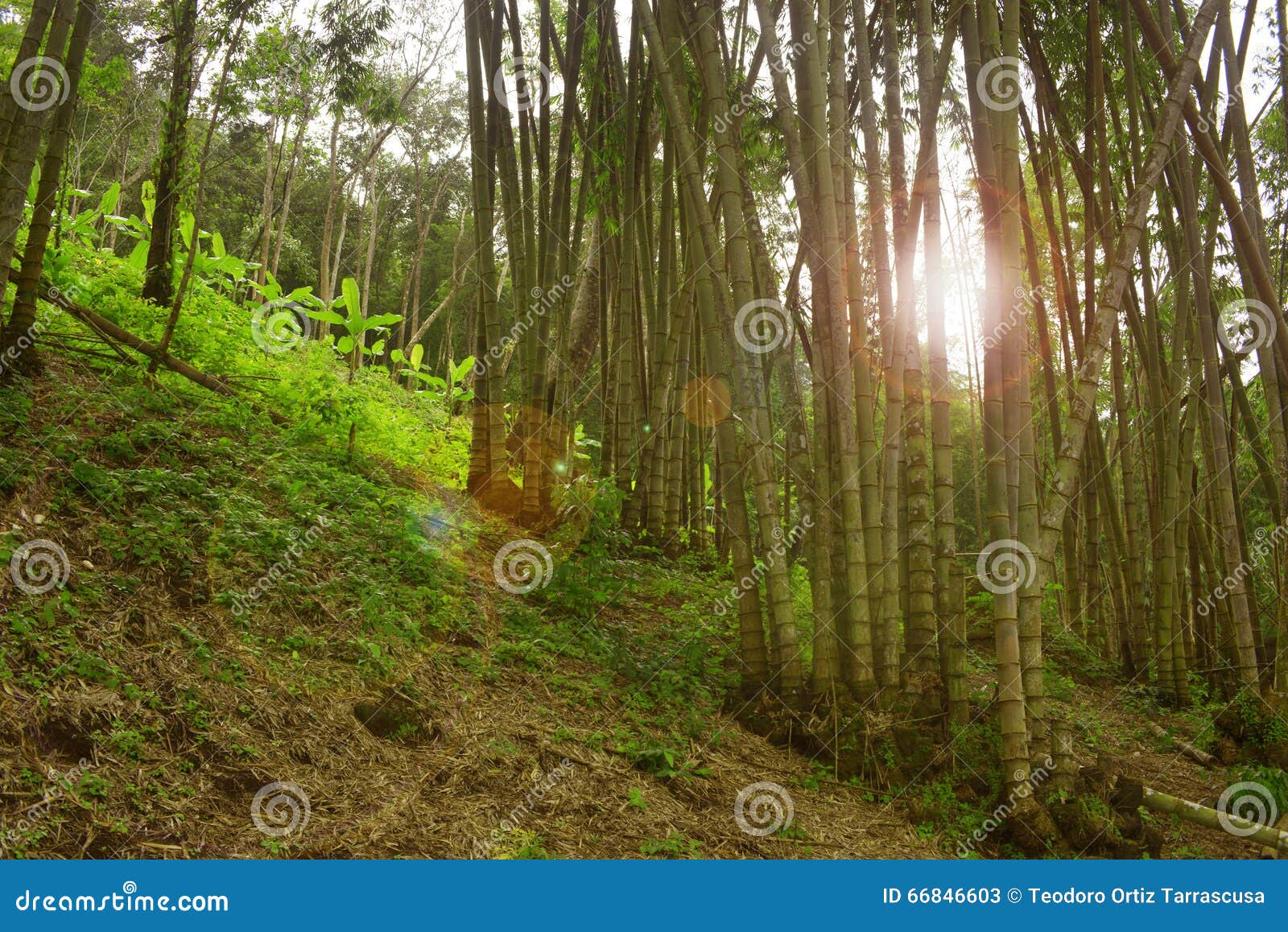 Thailand jungle stock image. Image of jungle, purity - 66846603