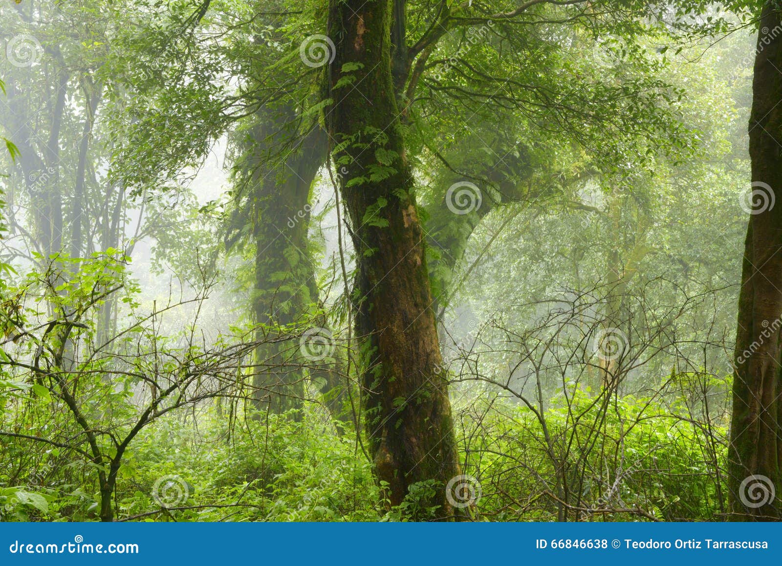 Thailand jungle stock photo. Image of paradise, meditation - 66846638