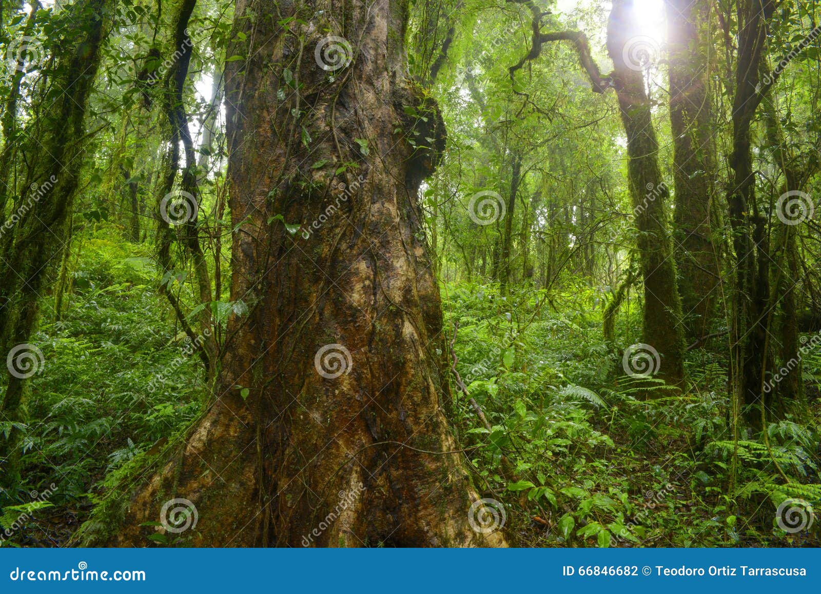 Thailand jungle stock photo. Image of northern, chiang - 66846682