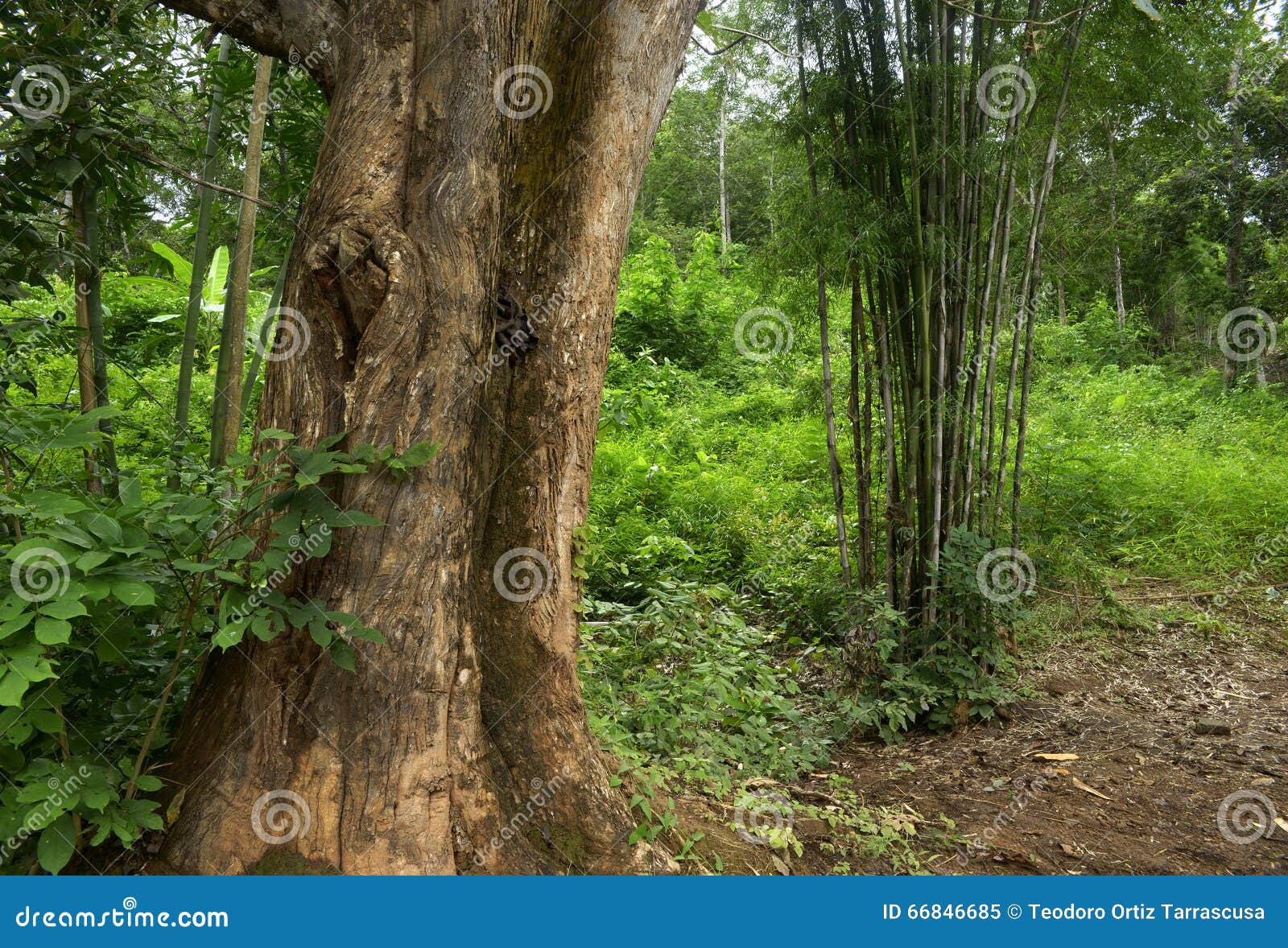 Thailand jungle stock image. Image of rainforest, outdoor - 66846685