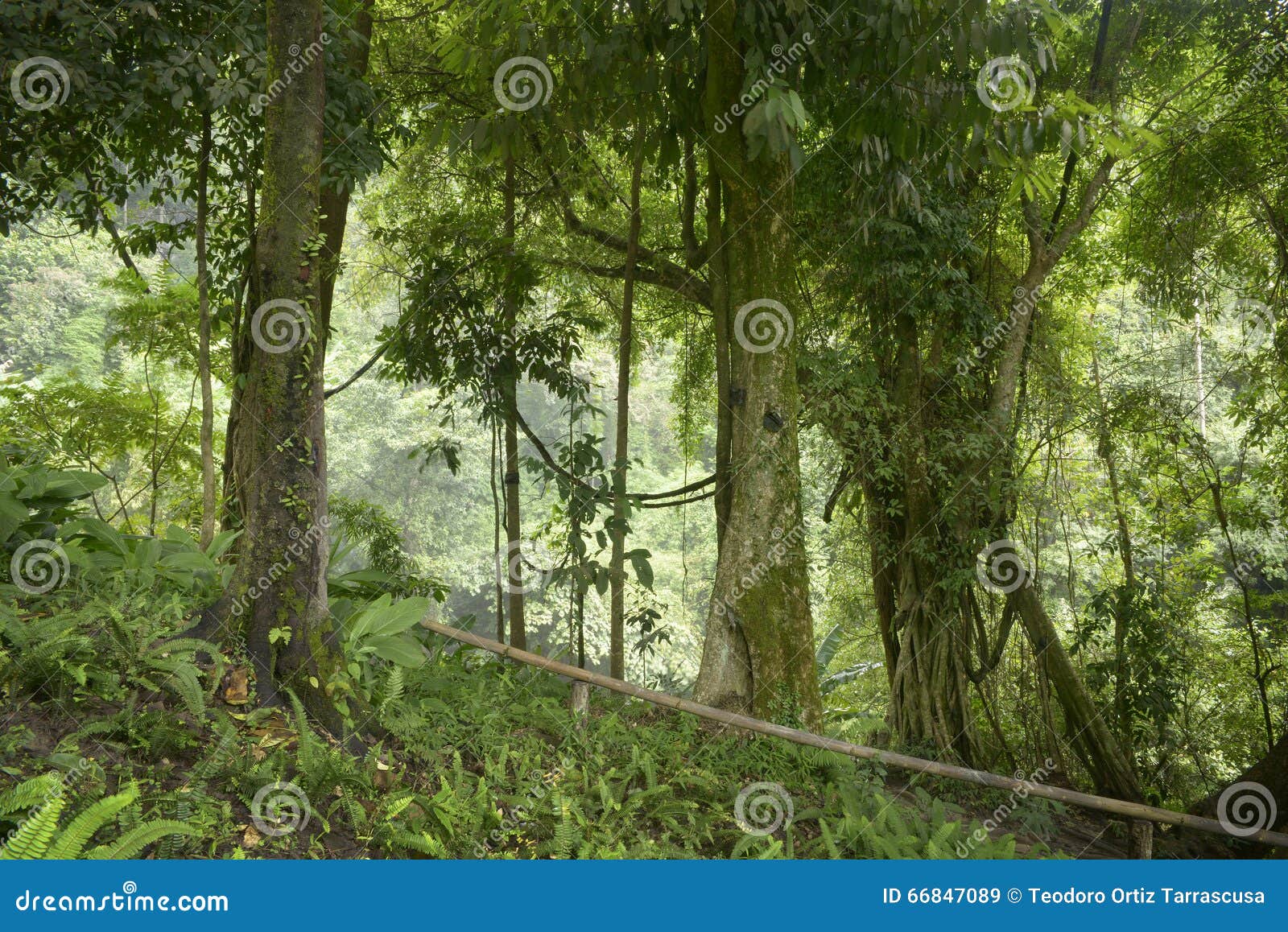 Thailand jungle stock image. Image of dense, asia, climate - 66847089