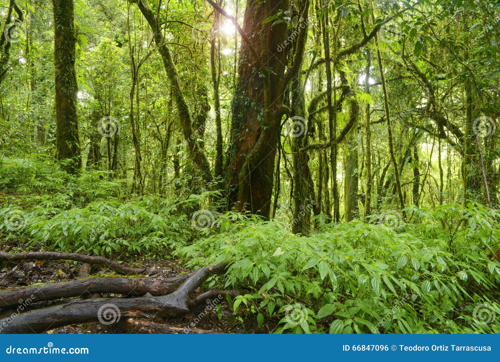 Thailand jungle stock photo. Image of natural, mountain - 66847096