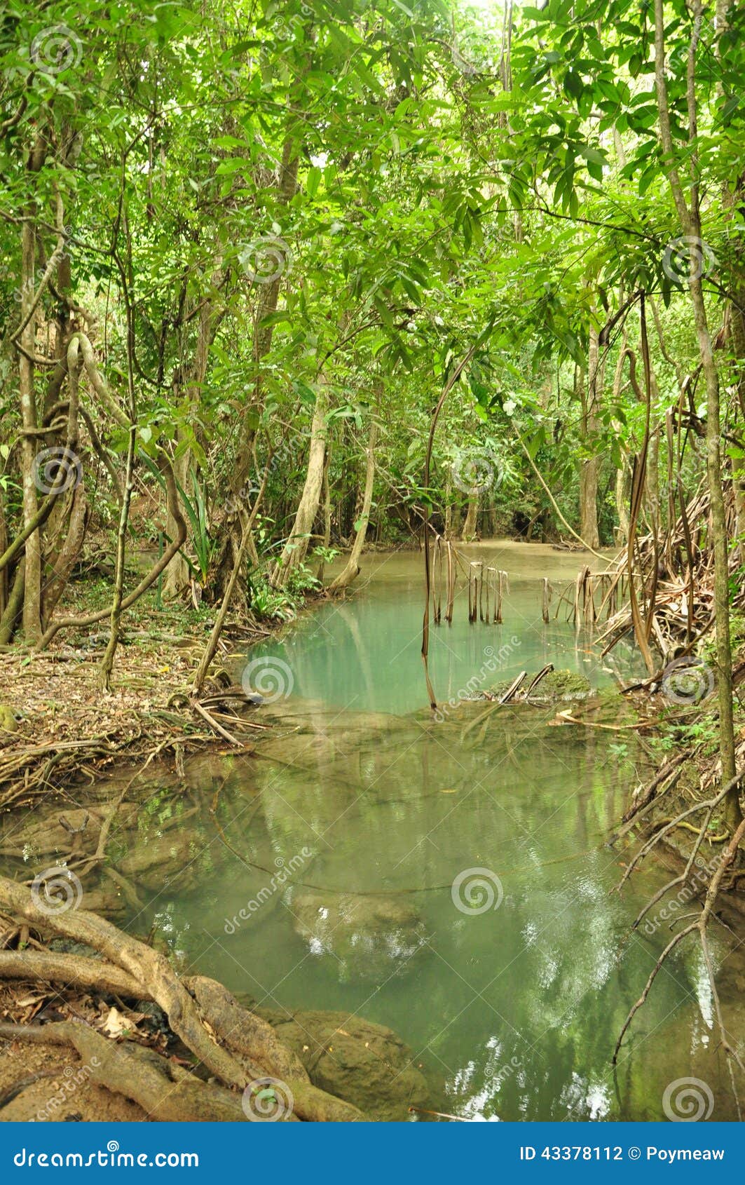 Thailand jungle pond stock photo. Image of green, landscape - 43378112