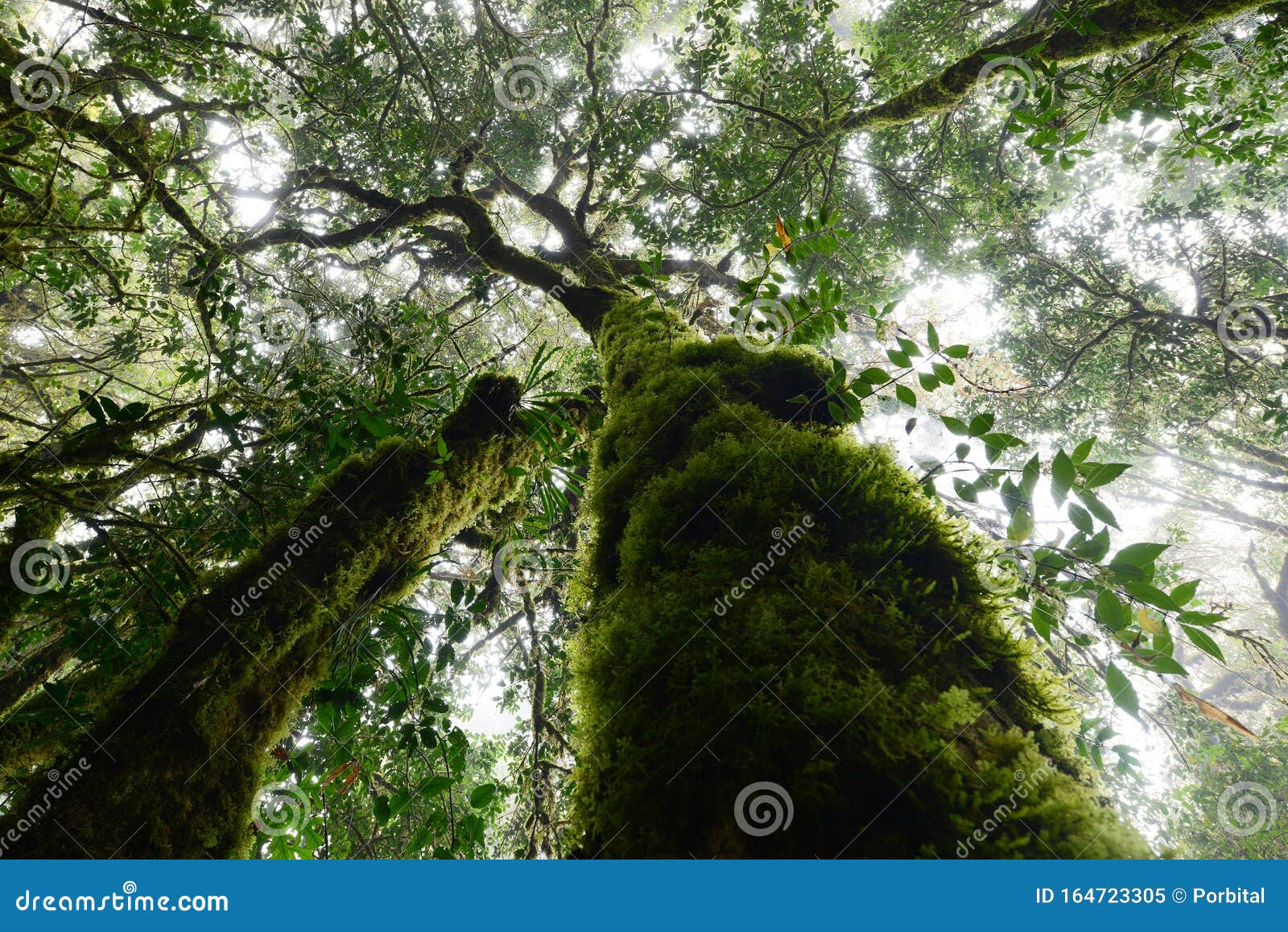 Thailand Jungle stock image. Image of national, leaf - 164723305