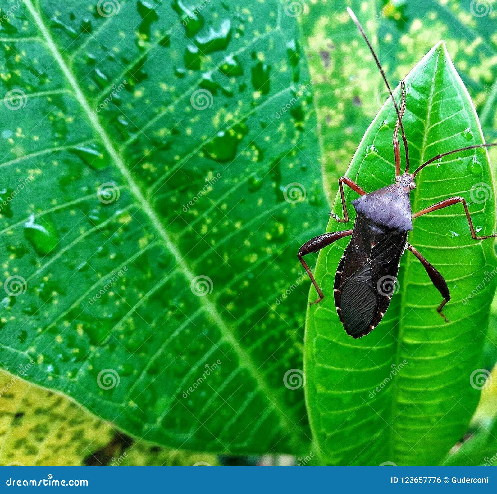 Bugs on the leaf stock photo. Image of bugs, travel - 123657776
