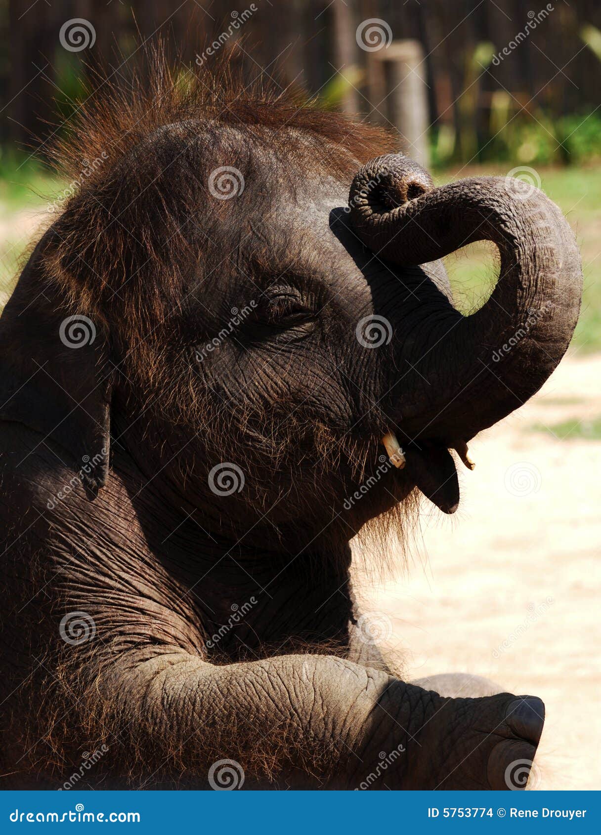 Thailand, Koh Samui: De Olifant Van De Baby Stock Foto - Image of ...