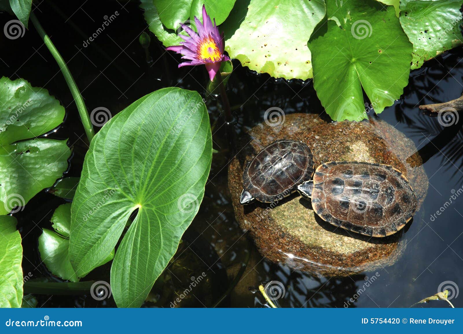 Thailand, Koh Samui Island: Chinese Turtle Stock Photo - Image of ...