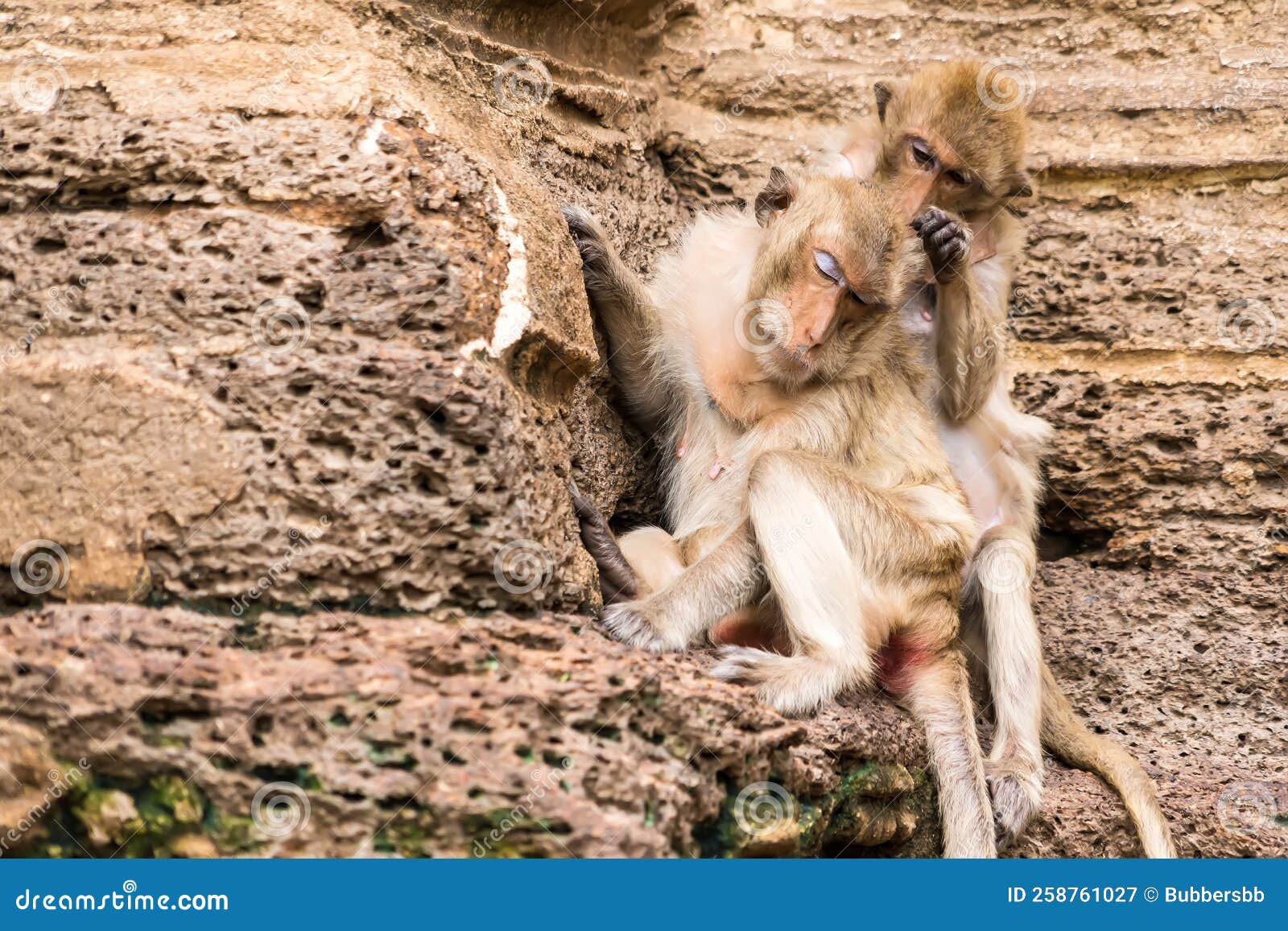 Thailand Lopburi Monkey at Lopburi Thaialnd Stock Image - Image of baby ...