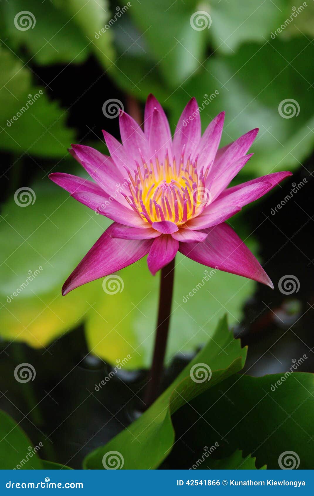 Thailand Lotus stock photo. Image of lotus, pink, thailand - 42541866