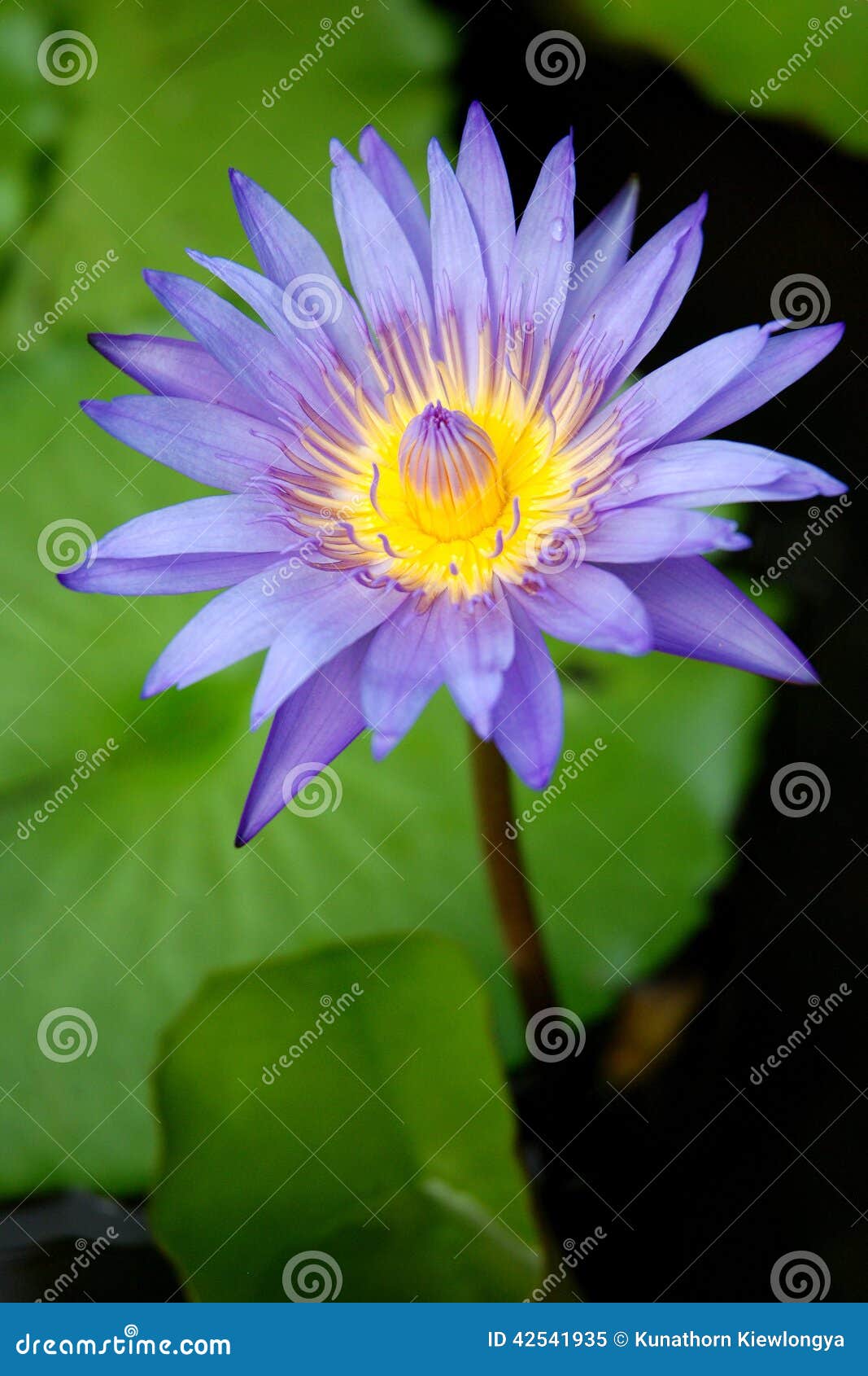 Thailand Lotus stock image. Image of lotus, plant, petal - 42541935