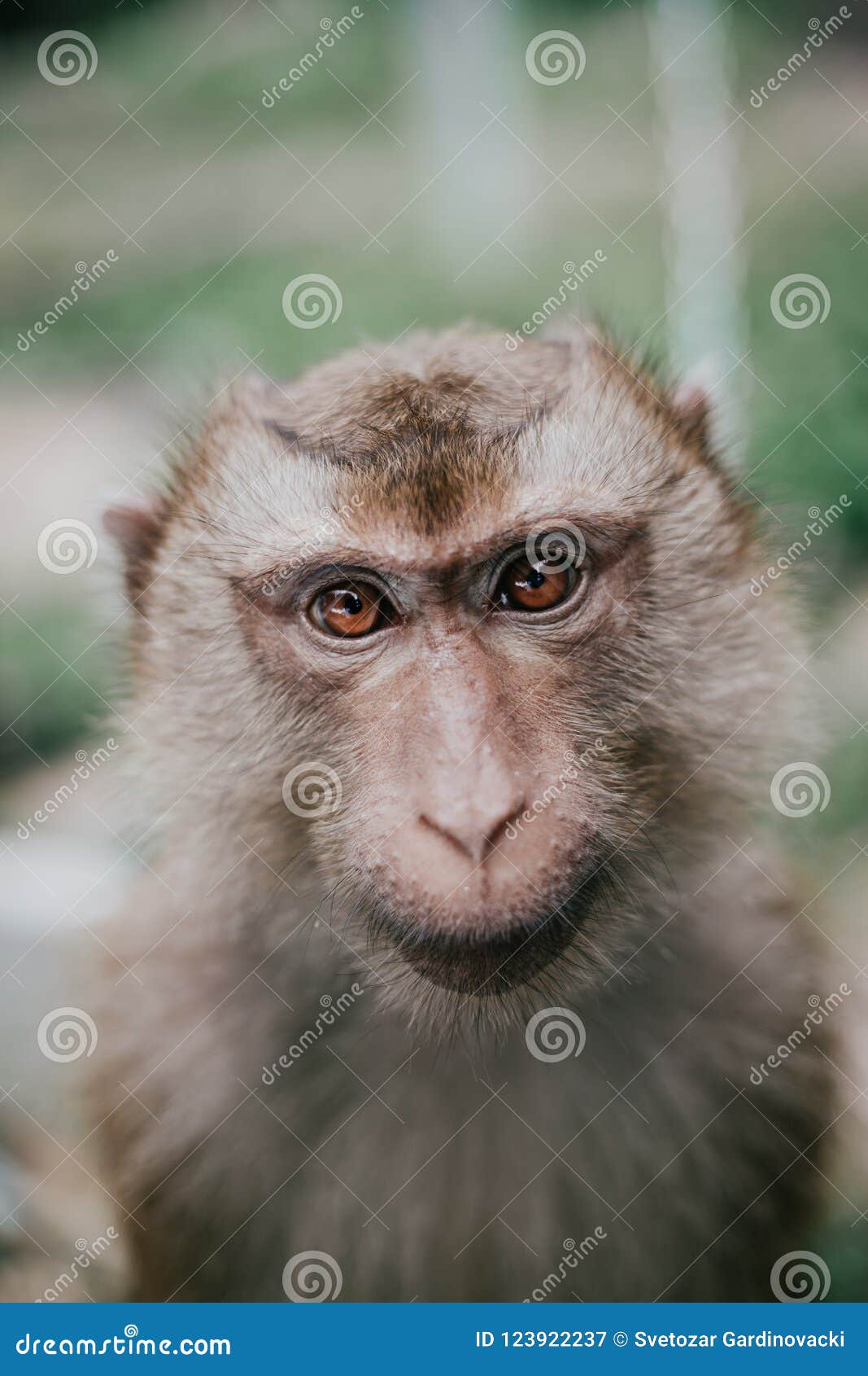 Thailand monkey portrait stock image. Image of mother - 123922237