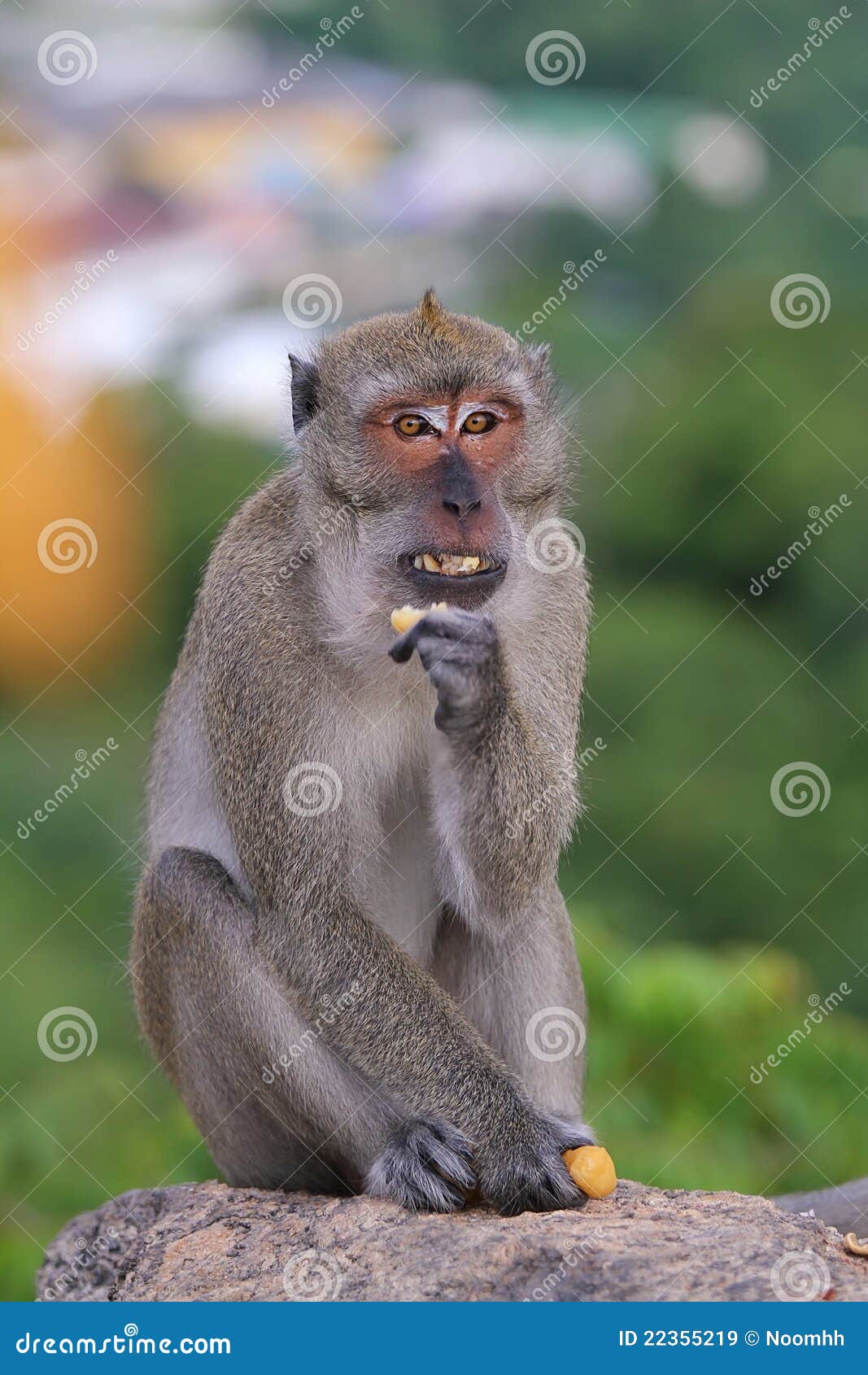 Thailand monkeys stock image. Image of nipple, nature - 22355219