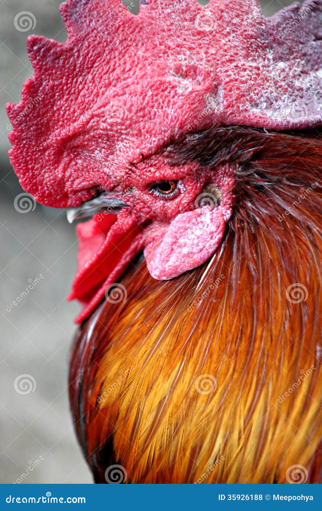 Thailand native chickens. stock photo. Image of chickens - 35926188