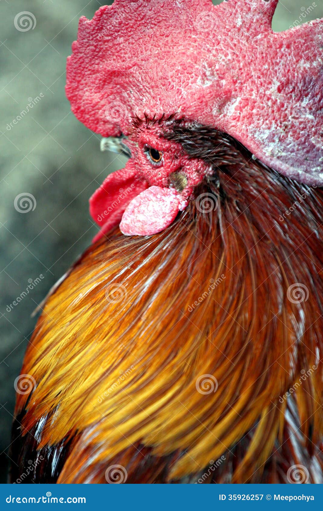 Thailand native chickens. stock image. Image of gray - 35926257