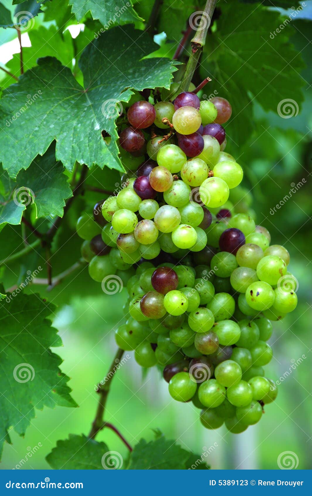 Thailand Pattaya; White Raisin Stock Image - Image of white, pattaya ...