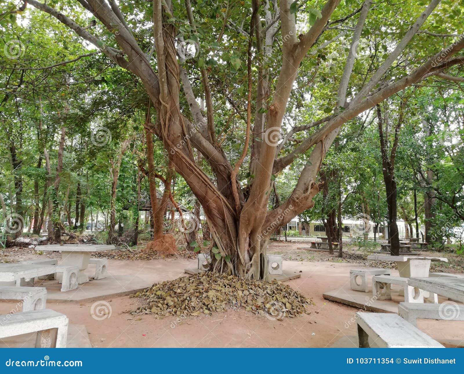 Thailand Pho Tree and Bench Stock Photo - Image of lanscape, landscape ...