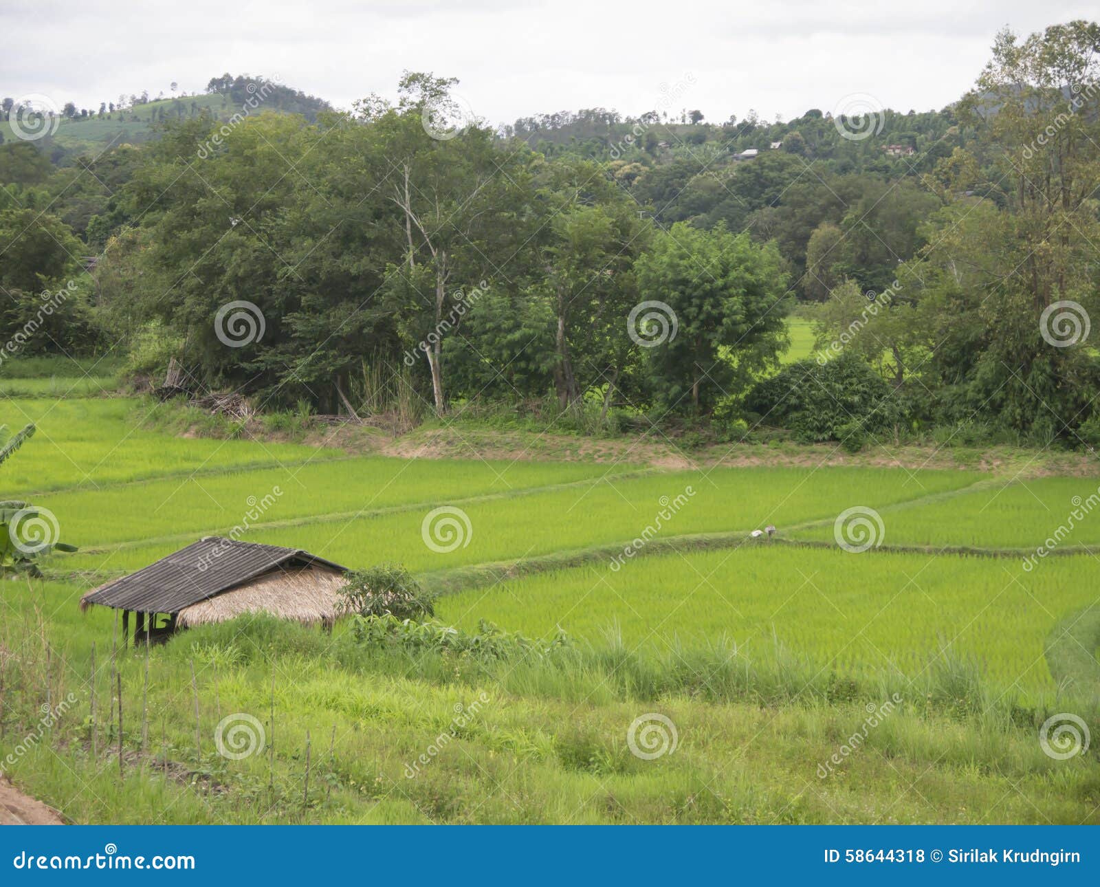 Thailand Rice Crops in Mae Hong Son Stock Photo - Image of food, nature ...