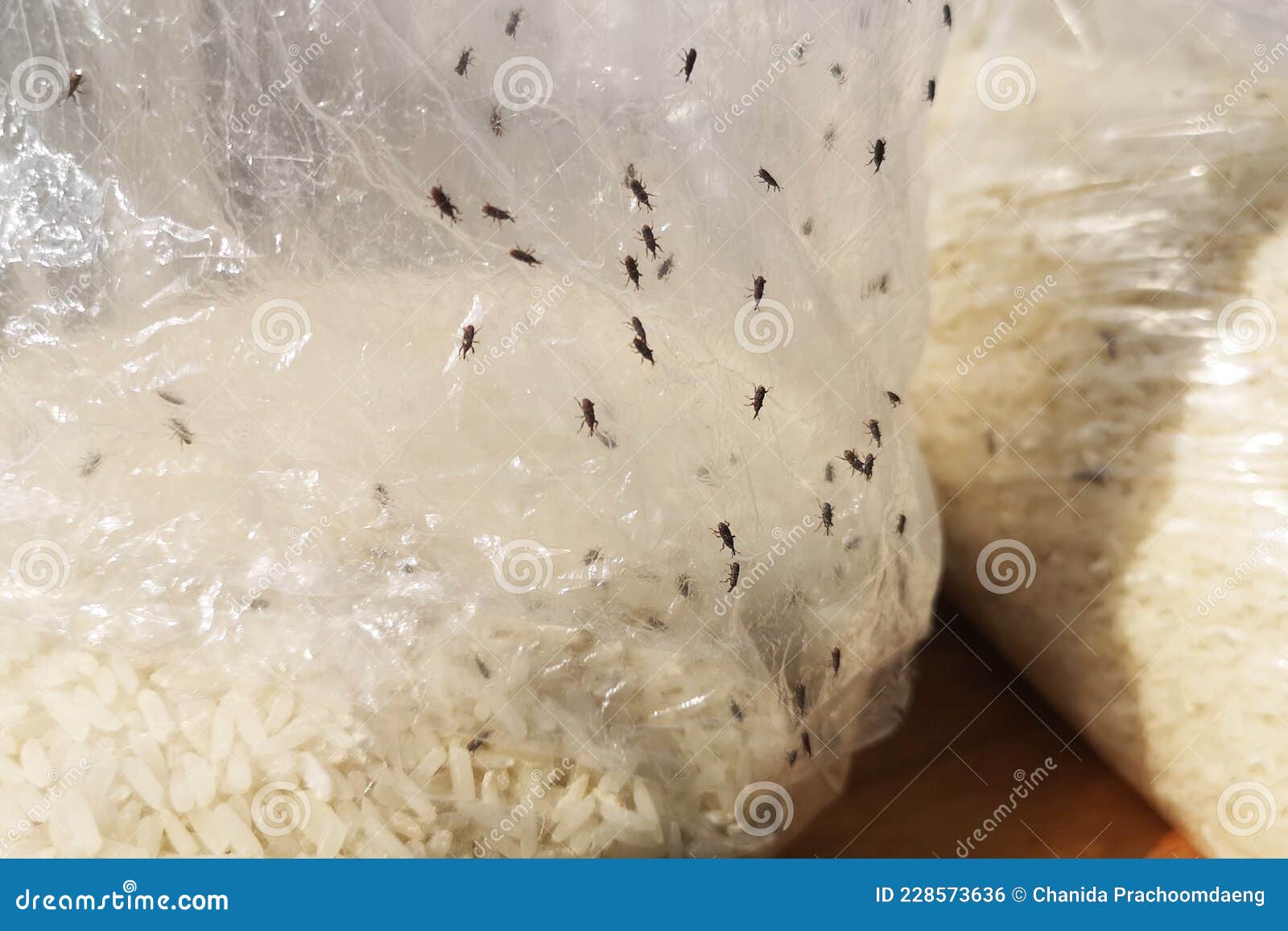 Thailand Rice Organic For Storage Until The Insects Stock Photo ...