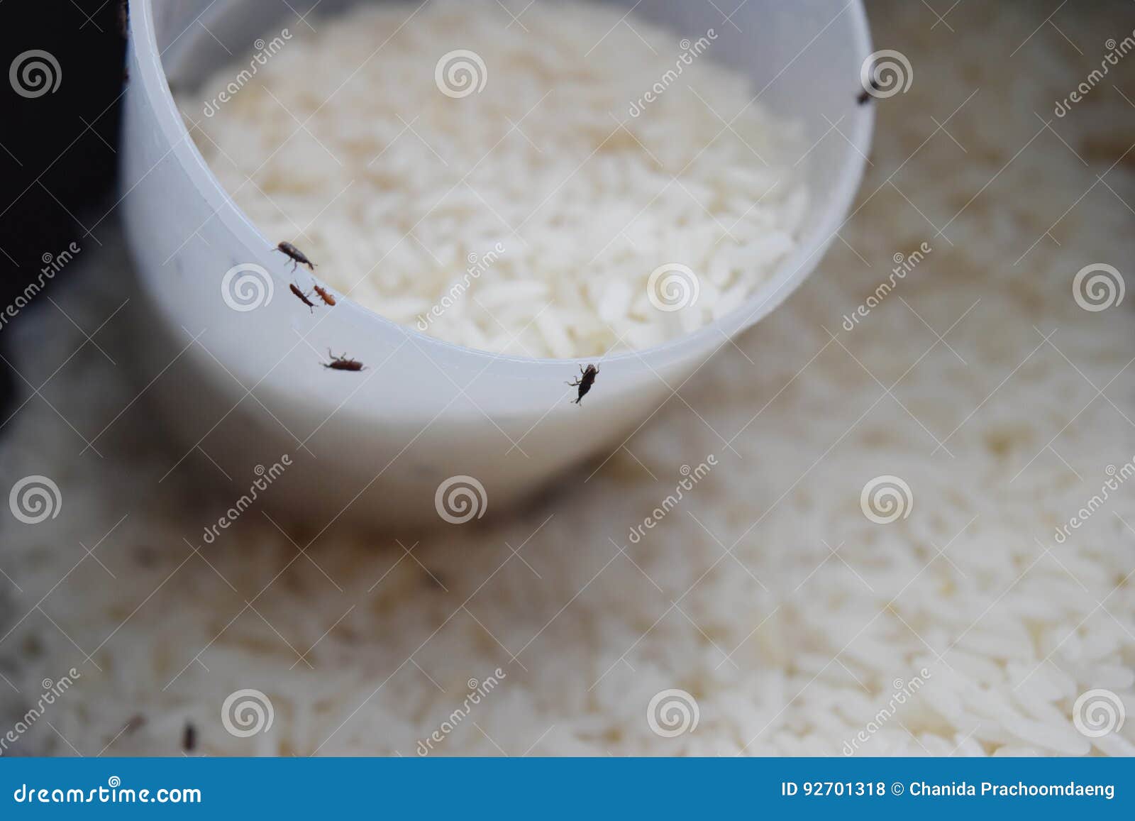 Thailand Rice Organic for Storage until the Insects. Stock Photo ...