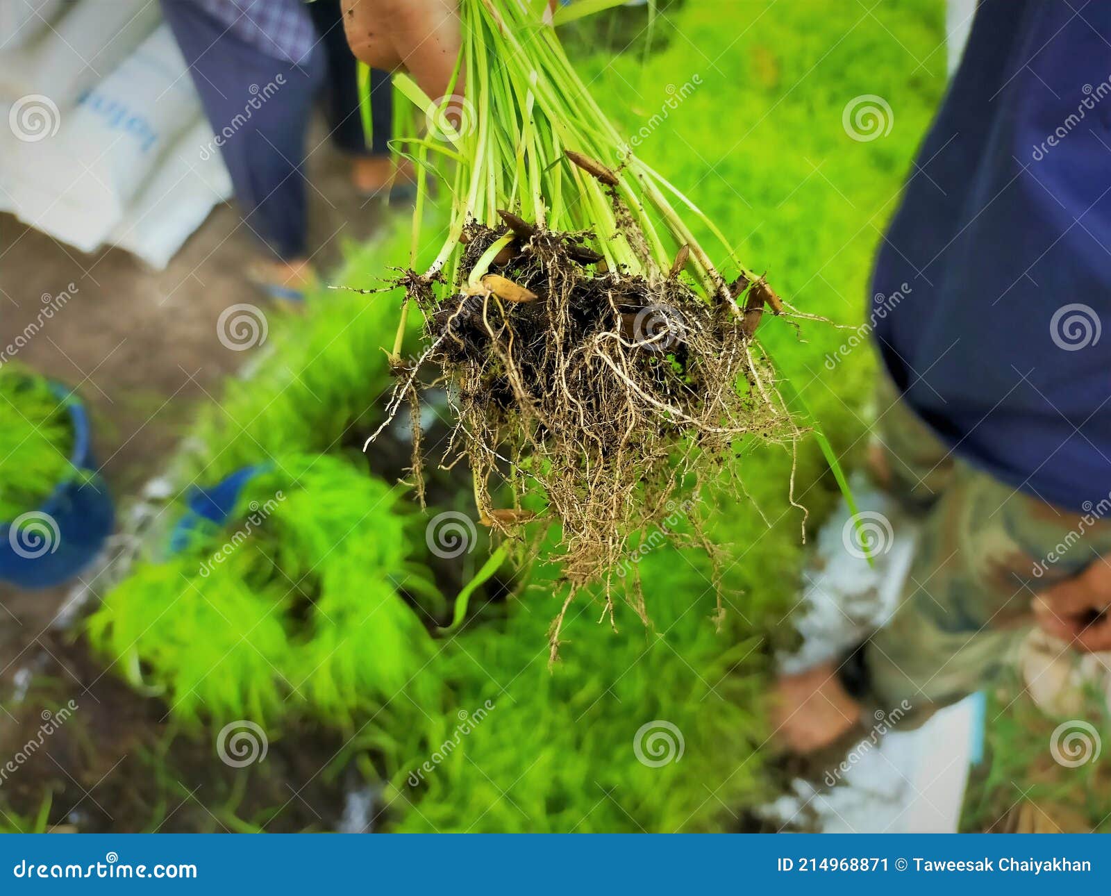 The Thailand Rice Roots, Seed and Root Stock Image - Image of cereal ...