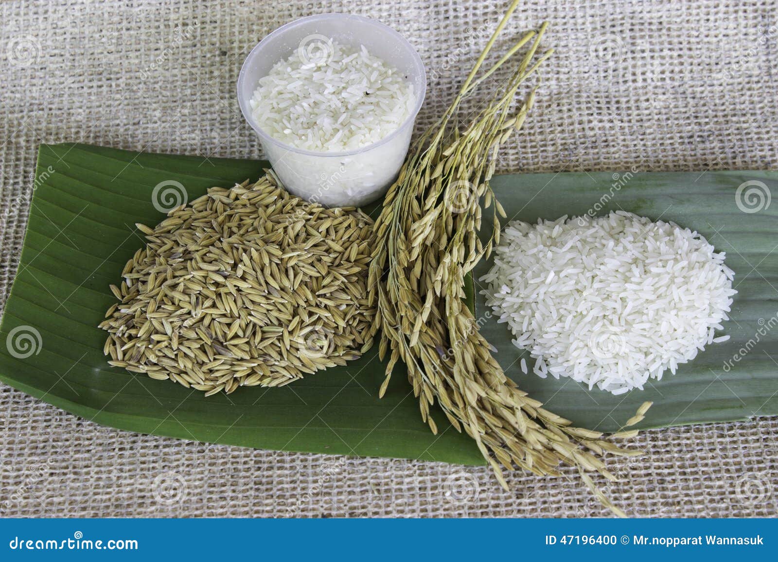 Thailand rice stock photo. Image of food, harvest, nature - 47196400