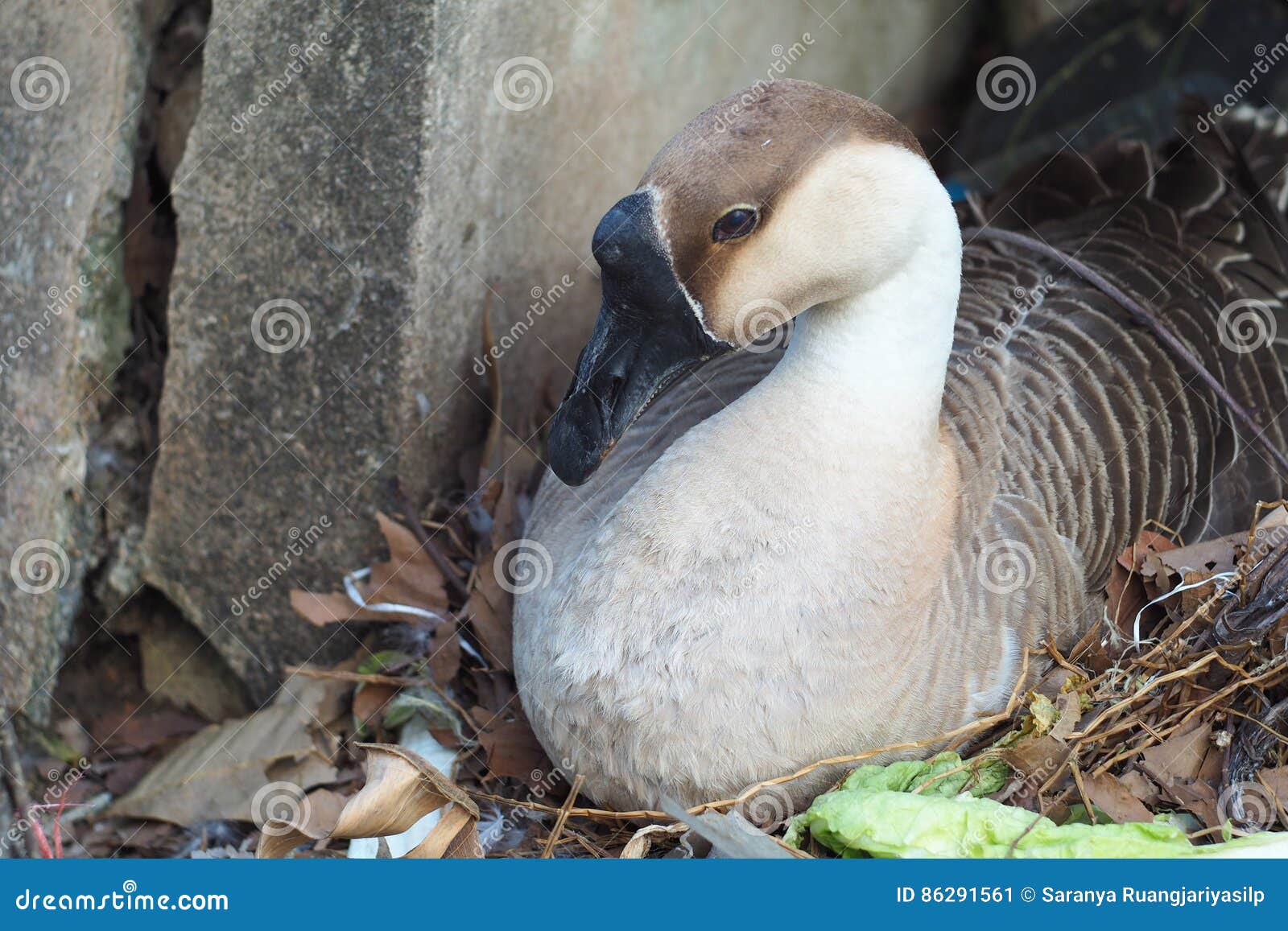 Brown Goose Sit for Hatching and Cover Her Eggs. Stock Image - Image of ...
