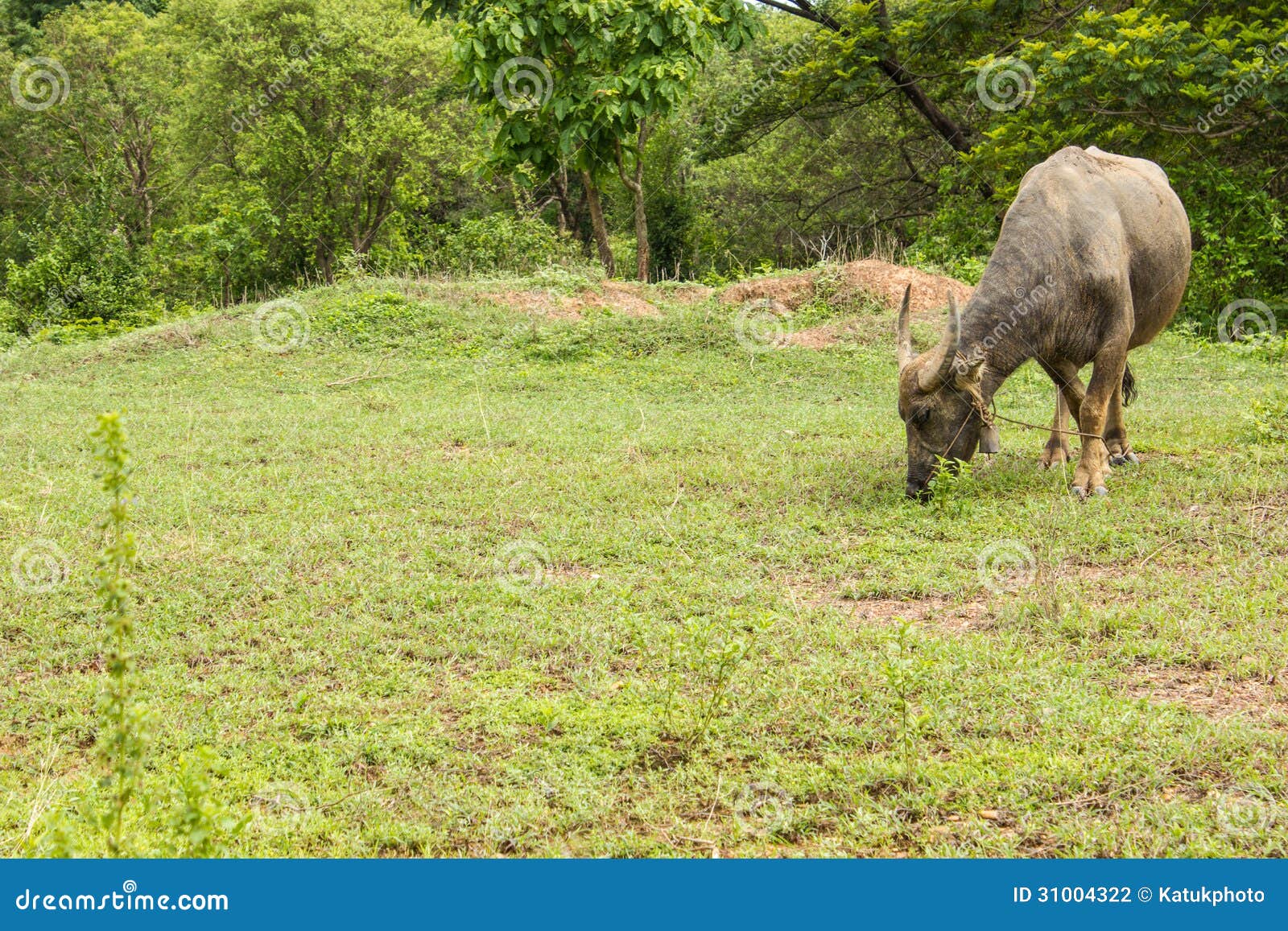 Thailand S Buffalo Pasture. Stock Photo - Image of farm, bison: 31004322