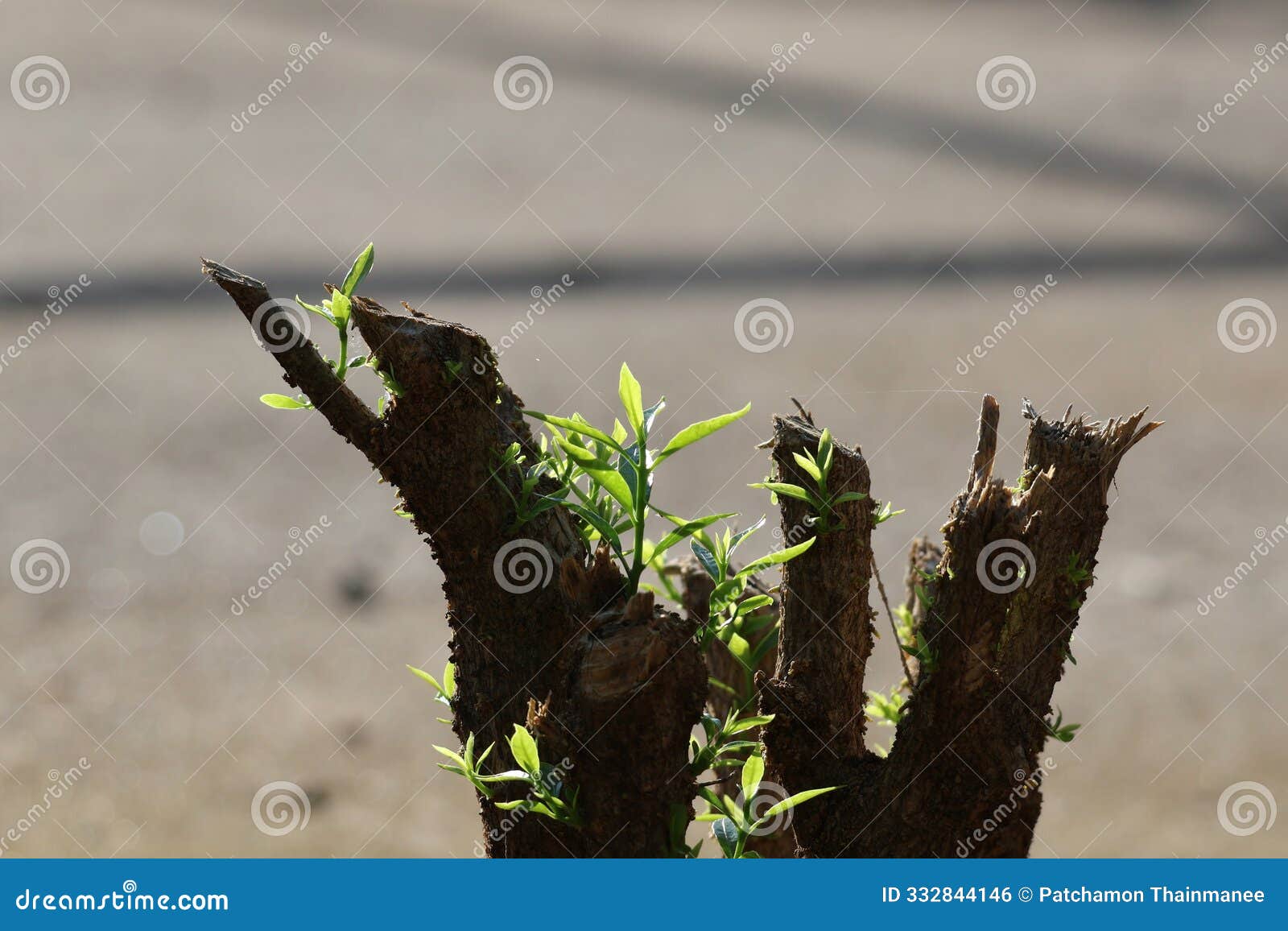 Thailand Tree Of Life Lignum Vitae Guaiacum Officinale Tree Plants ...