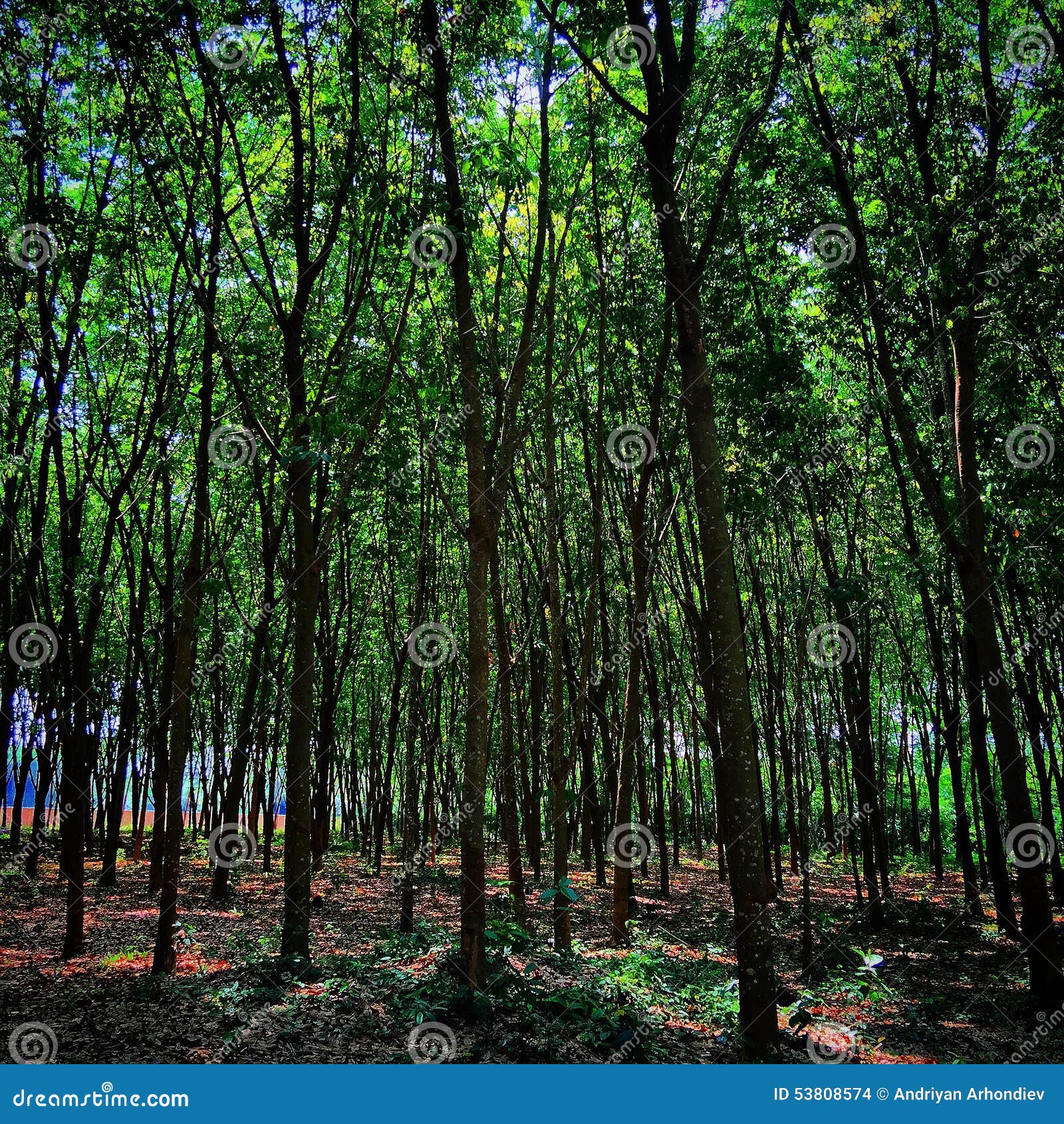 Thailand Tree Of Life Lignum Vitae Guaiacum Seed Red Yellow Officinale ...