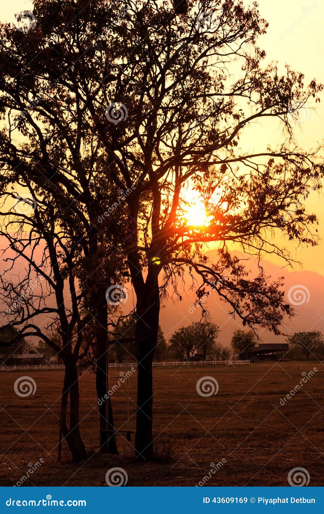 Thailand Tree Sunset stock image. Image of african, desert - 43609169