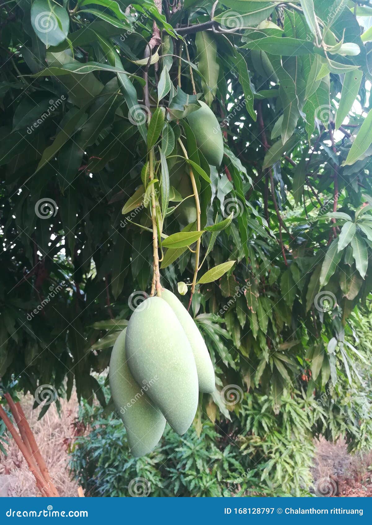 Thaimango stock image. Image of thaimango, mango, thai - 168128797